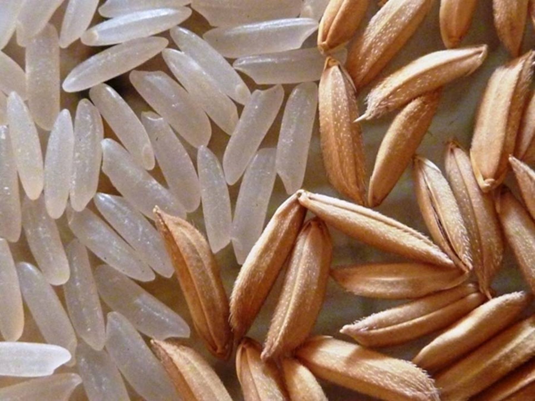 Plantio do arroz quase concluído no RS - Planeta Arroz