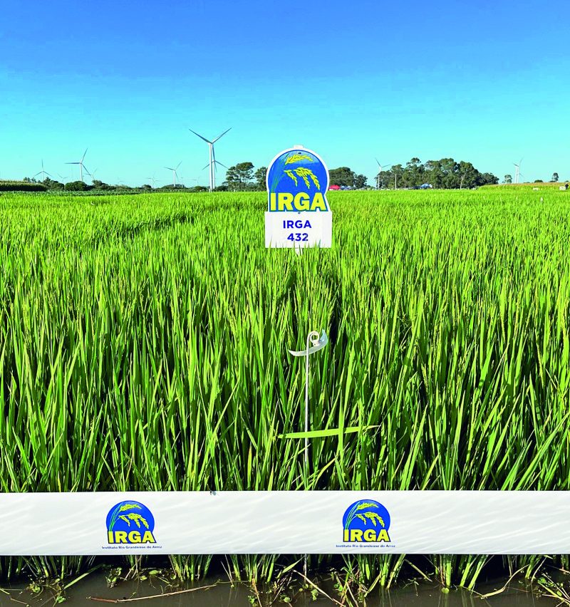 Irga apresenta nova cultivar - Planeta Arroz