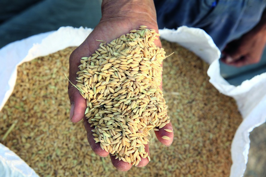 Leilão de arroz da Conab negocia quase 120 mil toneladas - Planeta Arroz