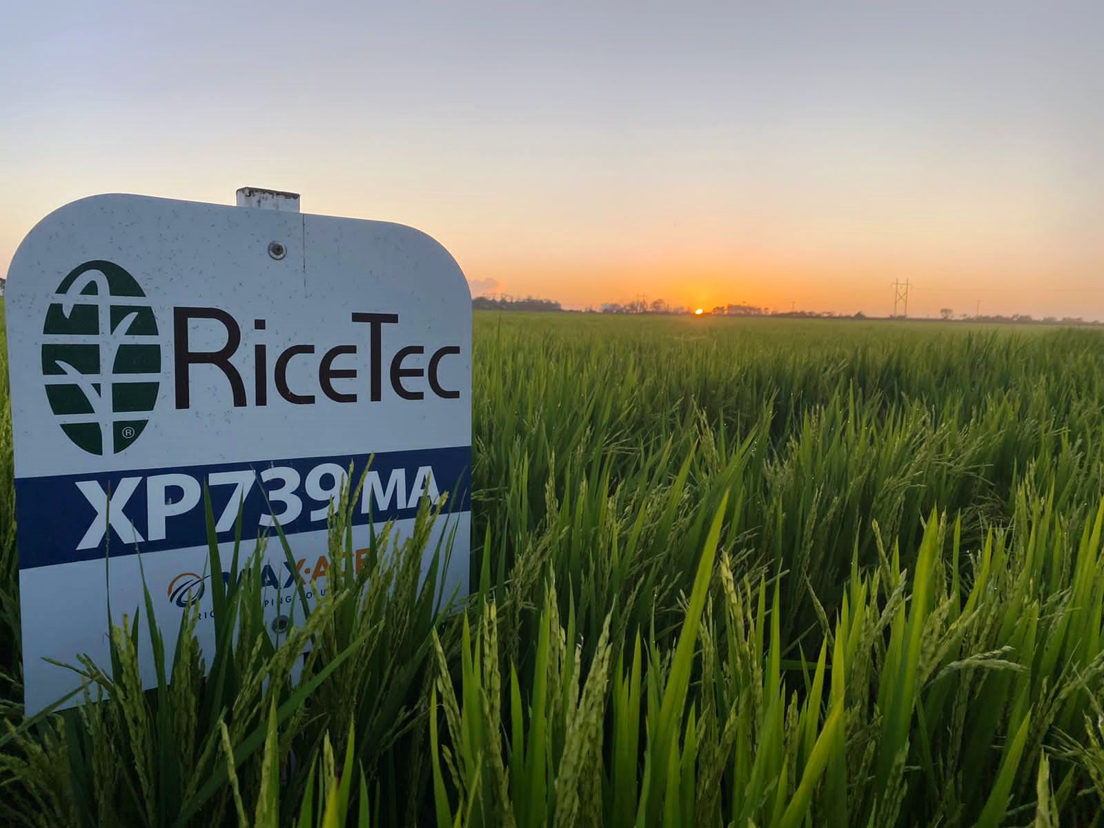 RiceTec leva tecnologia Max-Ace® de controle de inços à Abertura da ...